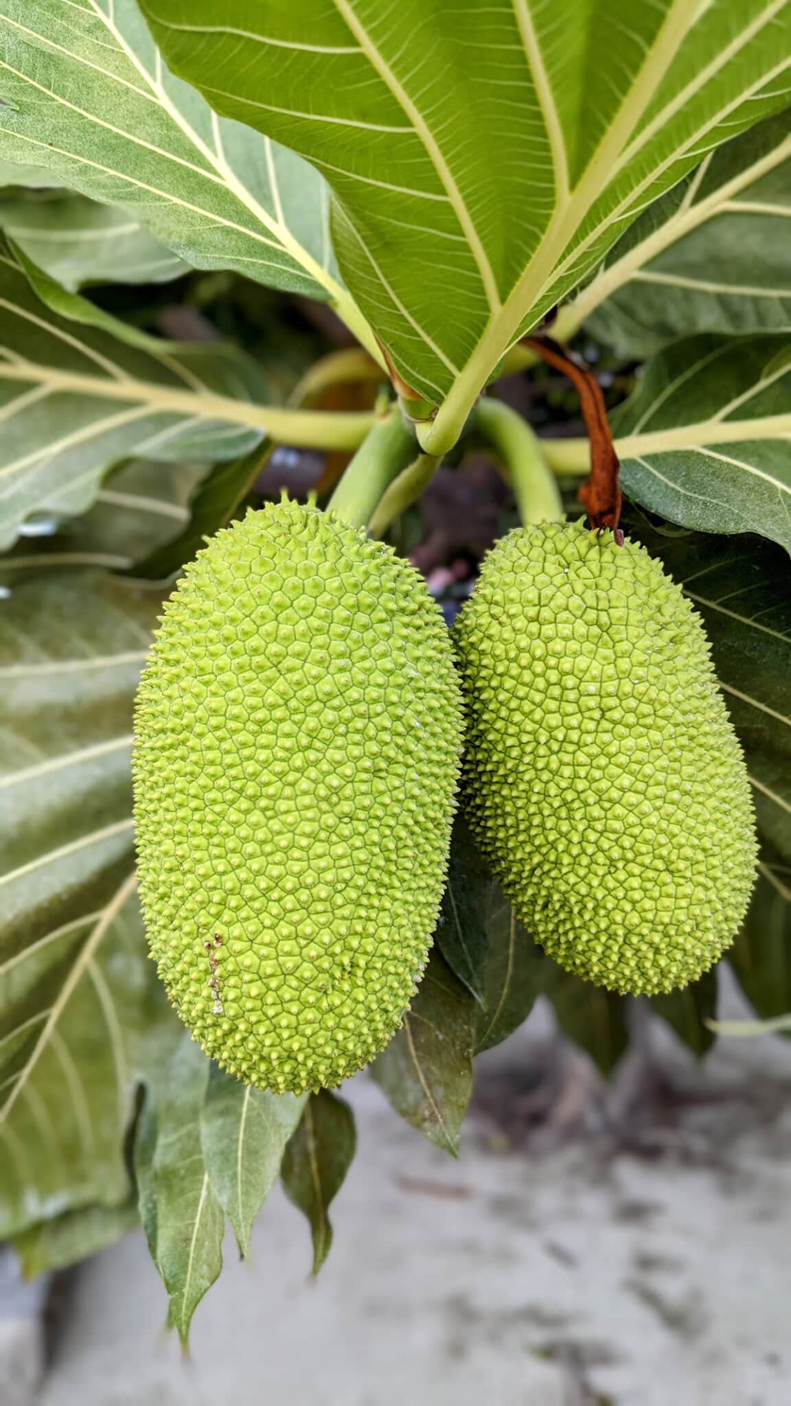 15 Fabulous Vegan Jackfruit Recipes Recipe - Well Vegan